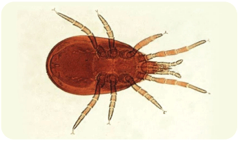 Pragas da Avicultura - Piolhos e Ácaros | Engormix