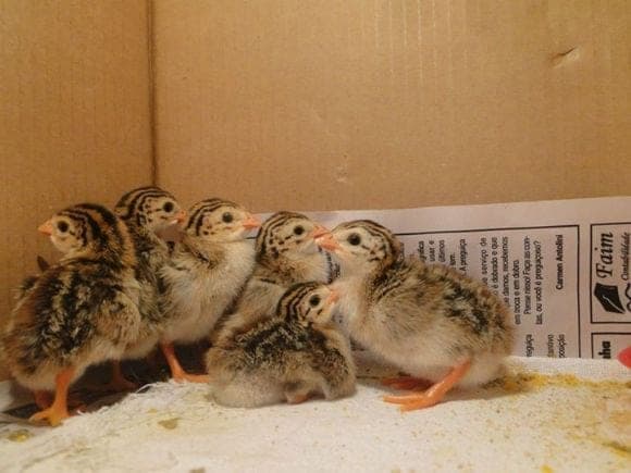 Aves de Angola | Engormix